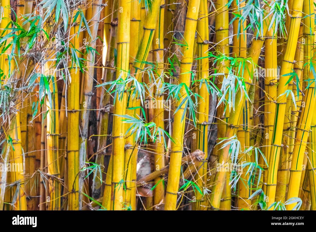 Green yellow bamboo trees in tropical forest of San José Province Costa ...
