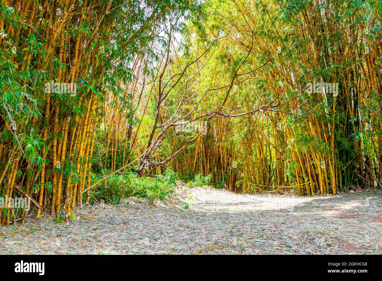 Green yellow bamboo trees in tropical forest of San José Province Costa ...
