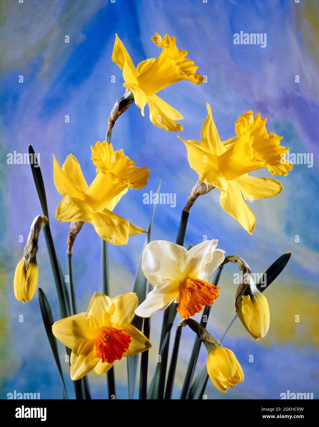 1960s ARRANGEMENT OF VARIOUS KINDS OF SPRING BLOOMING DAFFODILS ...