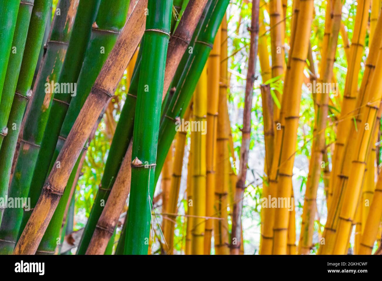 Green yellow bamboo trees in tropical forest of San José Province Costa ...