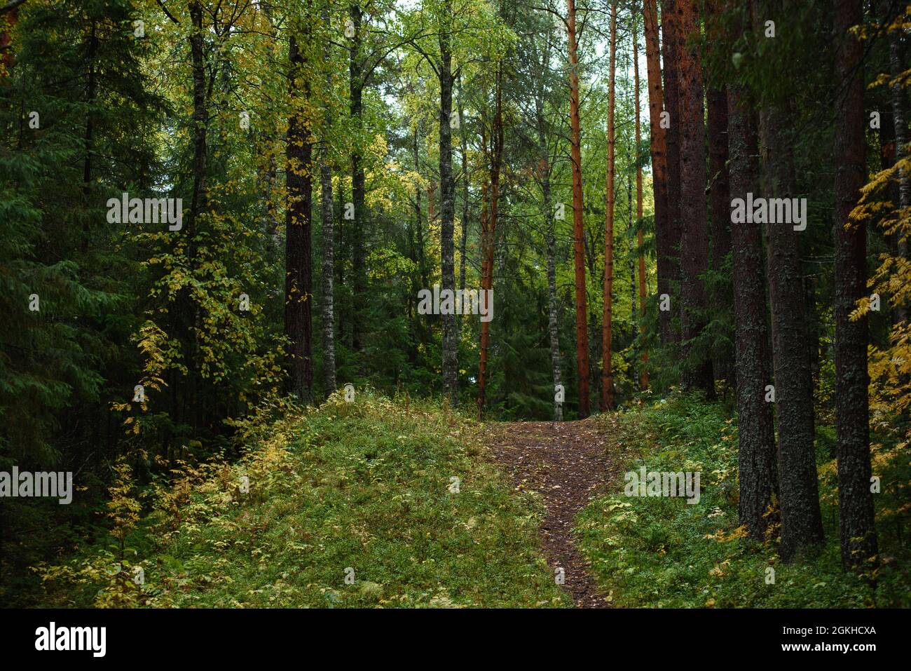 Running past trees hi-res stock photography and images - Alamy