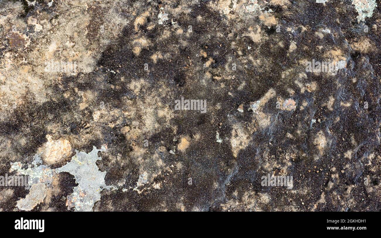 Moss rock spores hi-res stock photography and images - Alamy