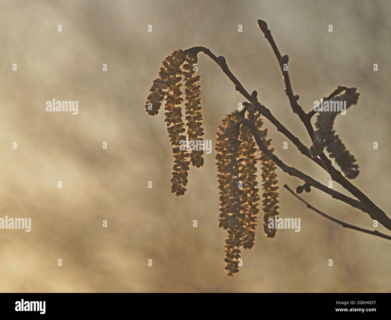 golden glow of backlit dangling catkins of Common hazel tree ( Corylus ...