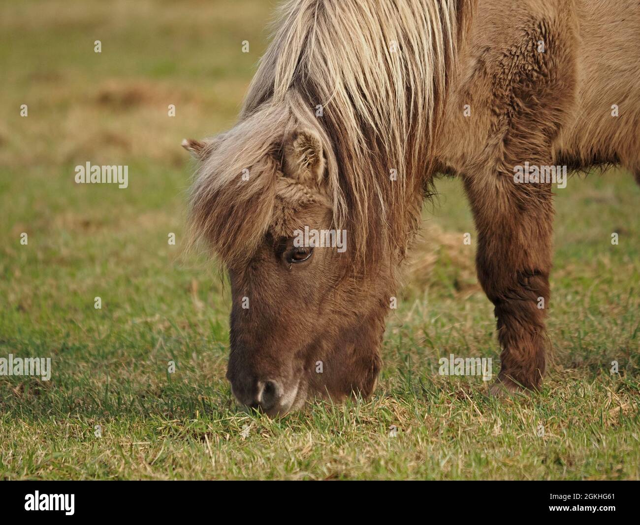 small ash brown pony with short legs & blond mane & fringe grazing on ...