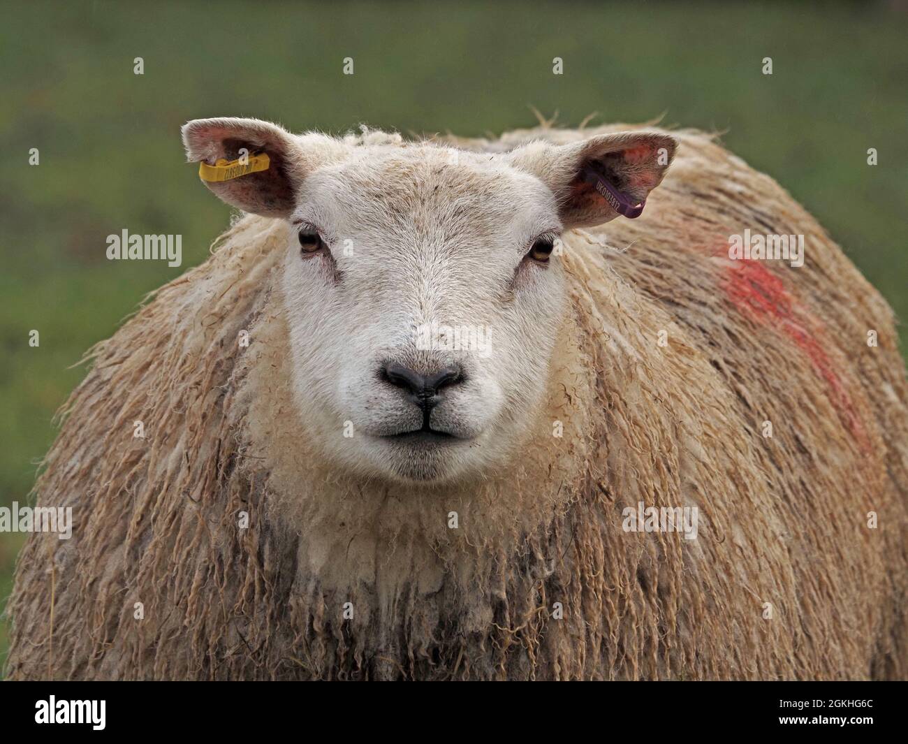 curious single ewe Sheep with yellow eartag & heavy broad fleece marked ...