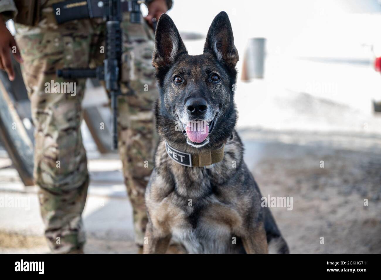 Foxie, 380th Expeditionary Security Forces Squadron military working ...