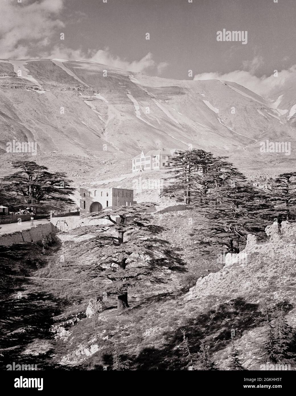 1950s 1960s HISTORIC CEDARS OF LEBANON IN KADISHA VALLEY KNOWN FOR MANY ...
