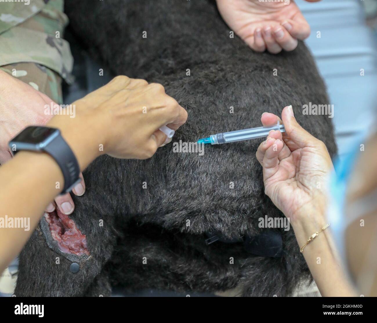 A volunteer from Kuwait Adoption and Rehabilitation Education animal ...