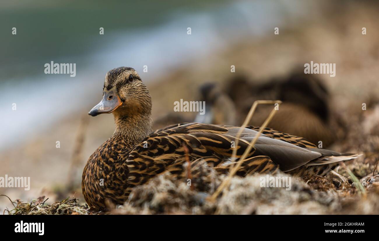 Brown duck sitting on a shore by the lake and looking straight at rhe ...
