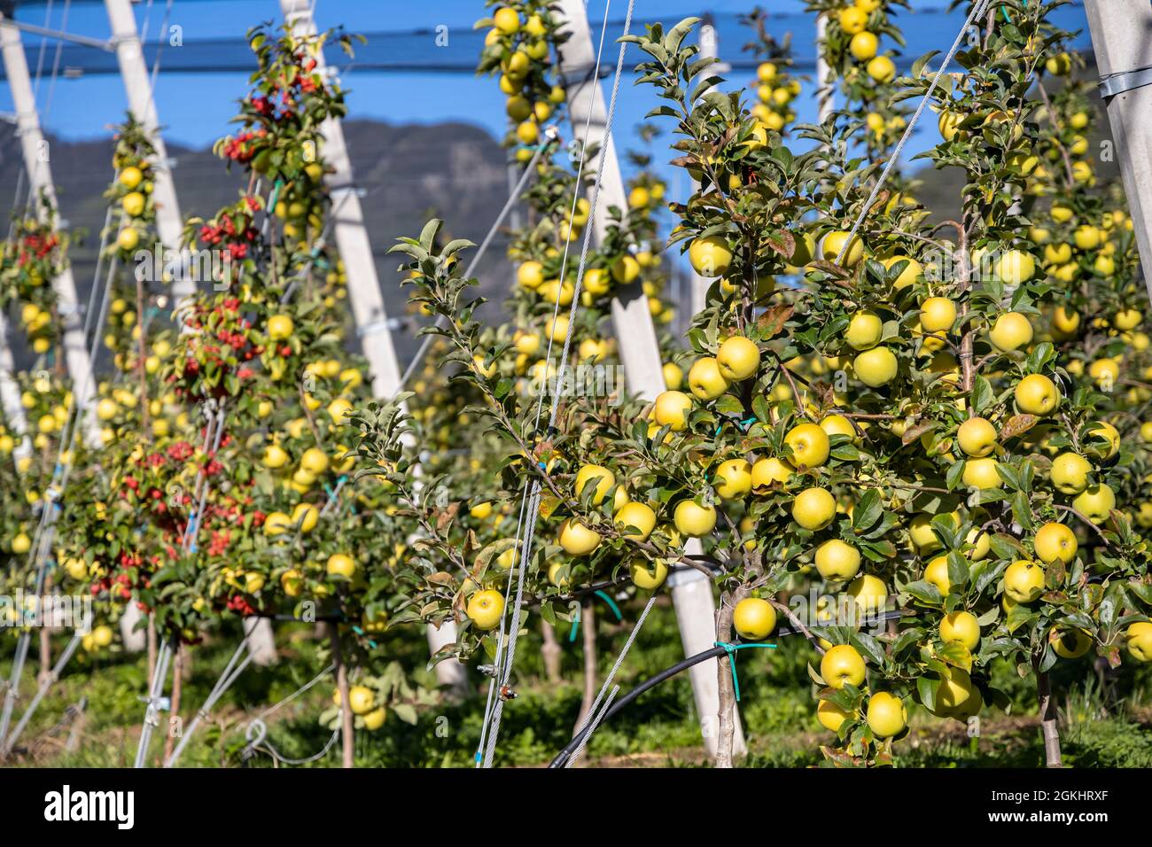 Apple orchard in Aica, South Tyrol, Italy Stock Photo - Alamy