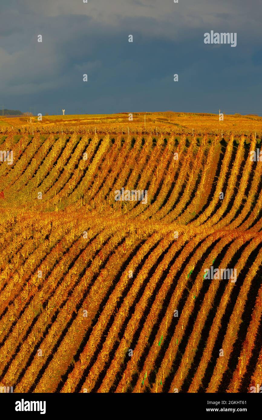 Autumn vineyard near Cejkovice, Southern Moravia, Czech Republic Stock ...