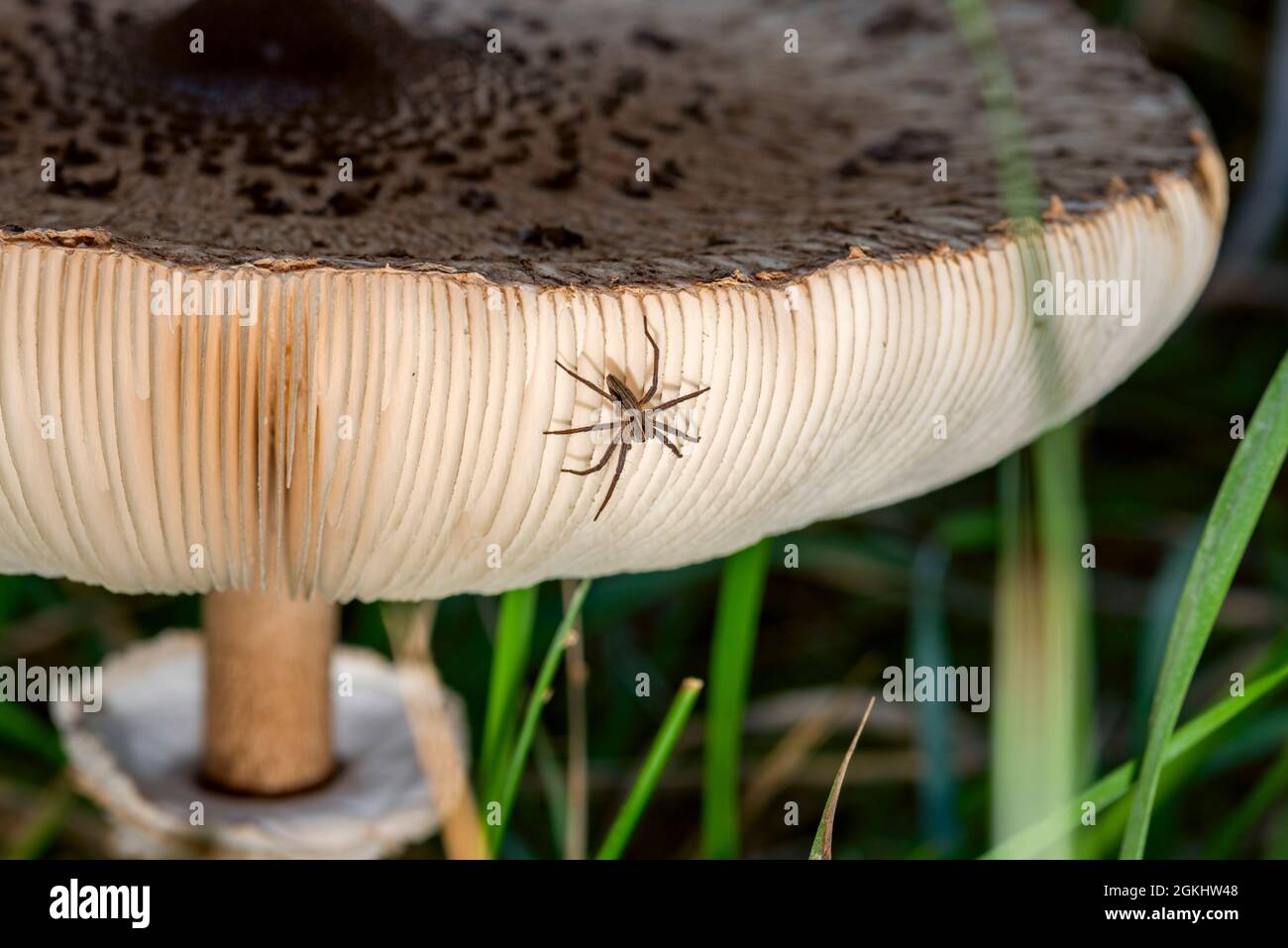 Spider wandering through a huge mushroom in the field Stock Photo - Alamy