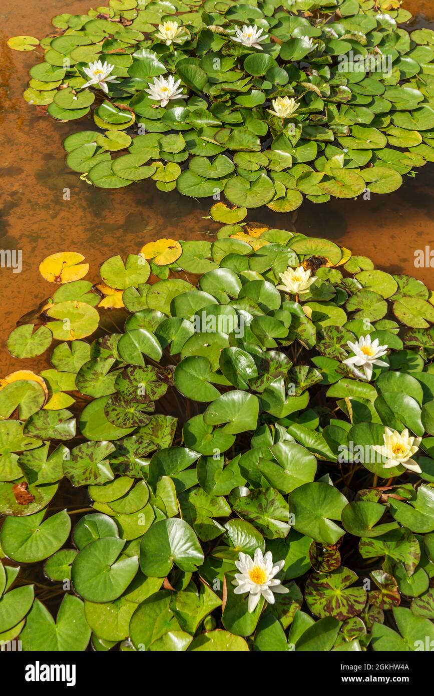 Image of flowering water lily plants in a pool in a city park Stock ...