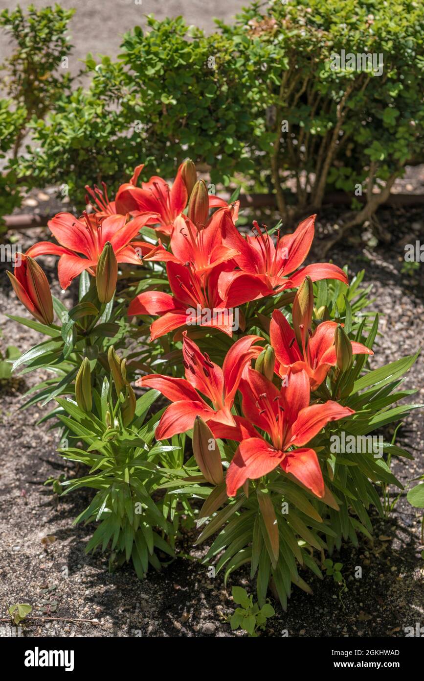 Bouquet red pink lilies flowers hi-res stock photography and images - Alamy