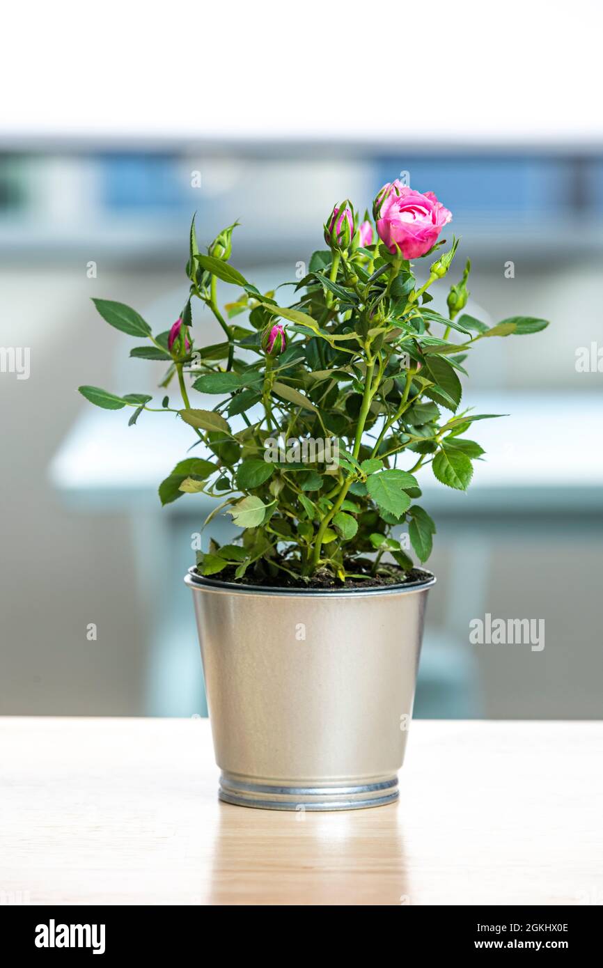 Mini rose bush in pot hi-res stock photography and images - Alamy