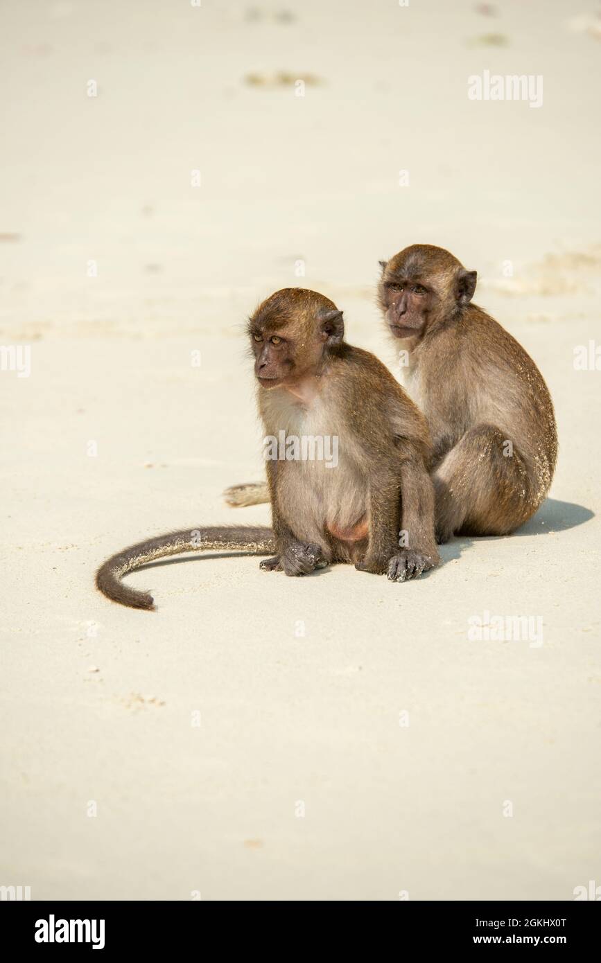 Young monkeys and robbers sitting on the sand at monkey beach on Phi ...