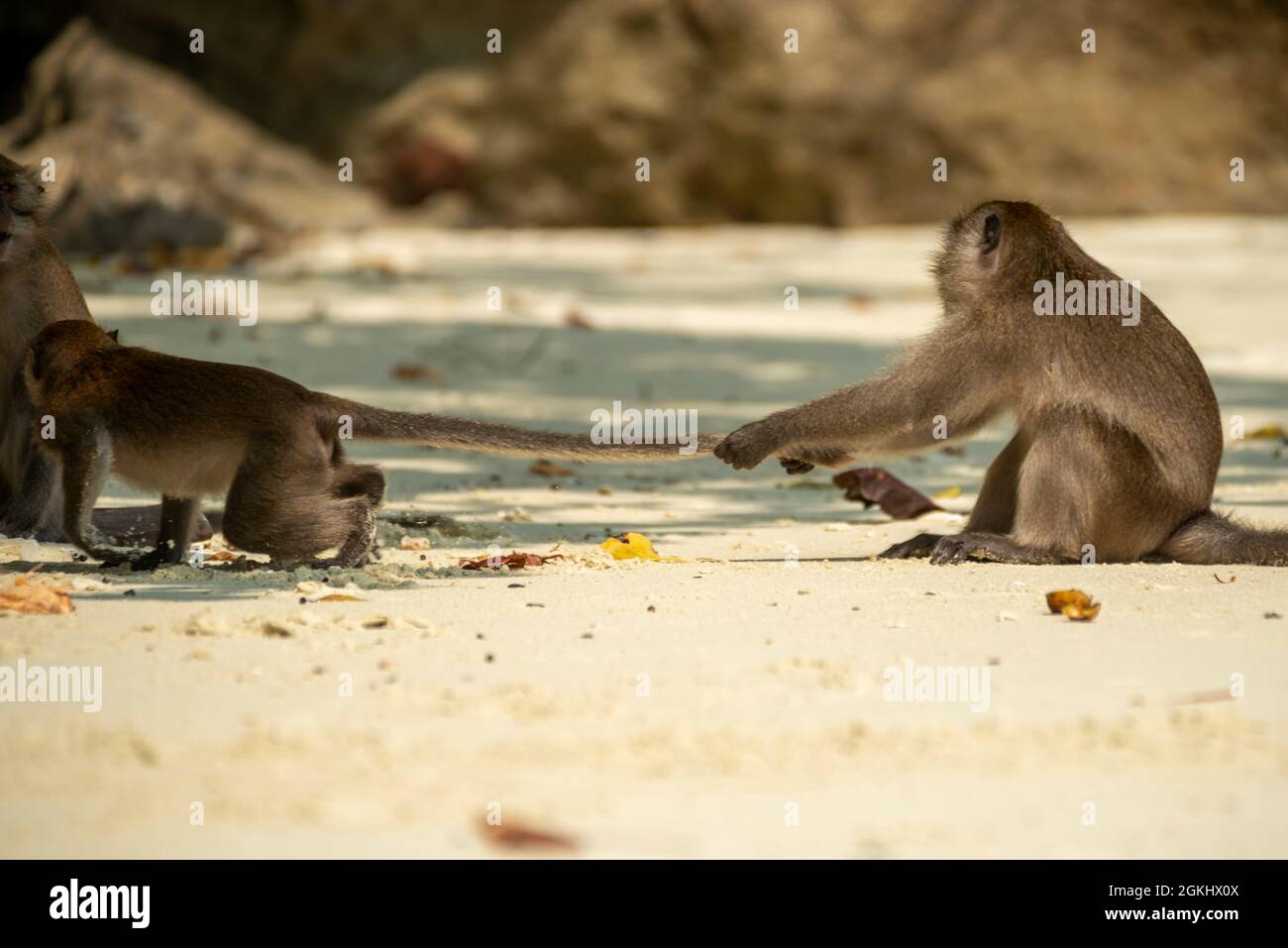 monkeys having family fun with family games on a thailand beach Stock ...
