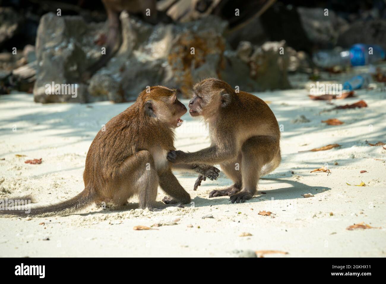 Monkeys arguing on the sand of a beach Stock Photo - Alamy