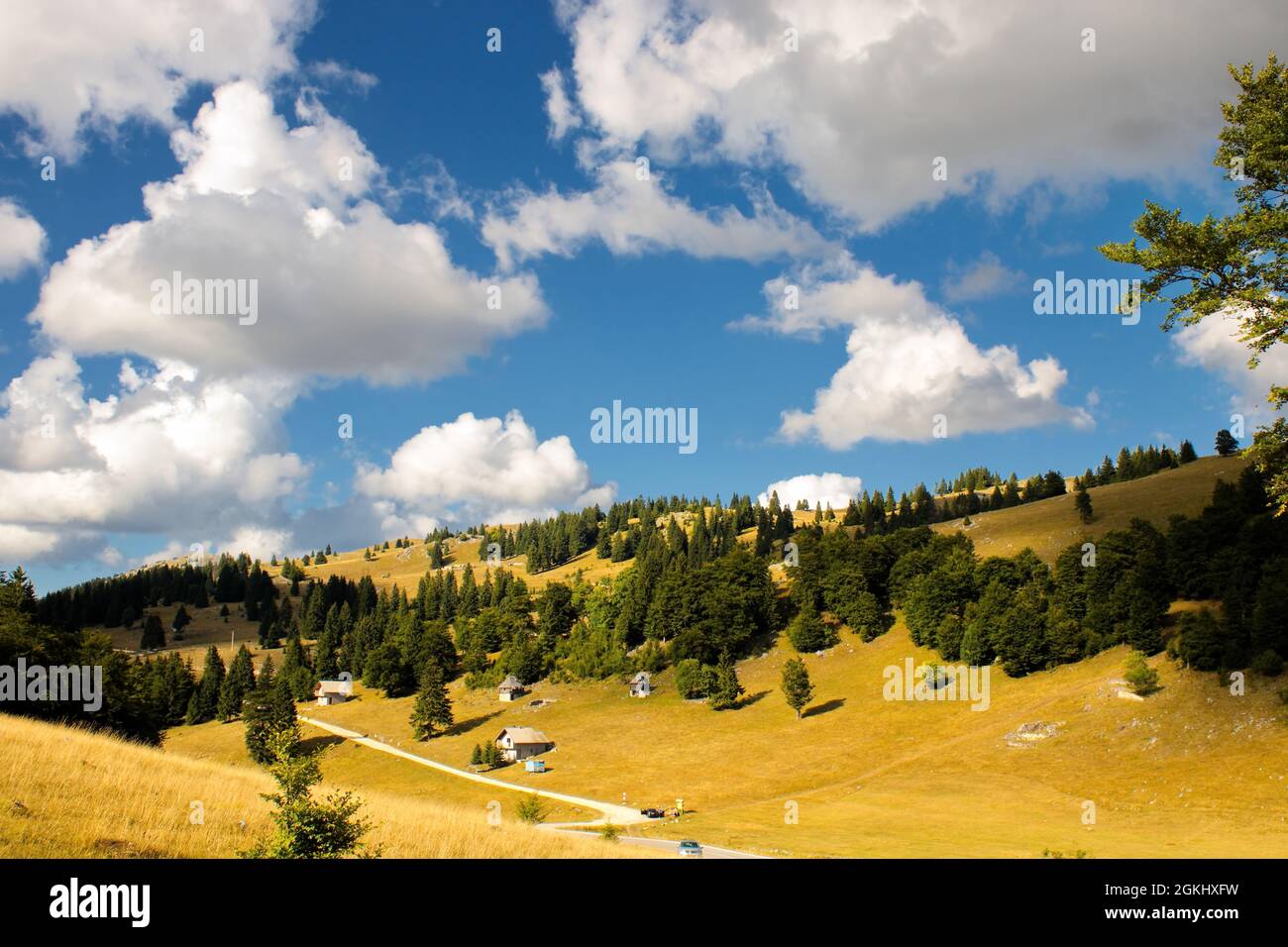 Beautiful yellow hill covered by dark trees under a vibrant blue sky ...