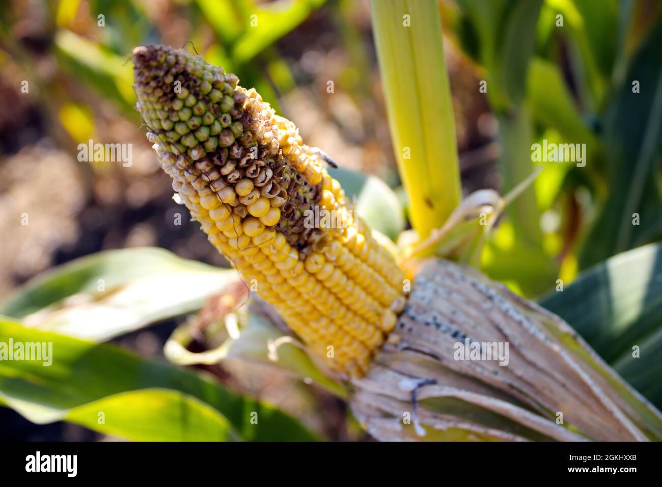 Big Ear Of Corn Popcorn