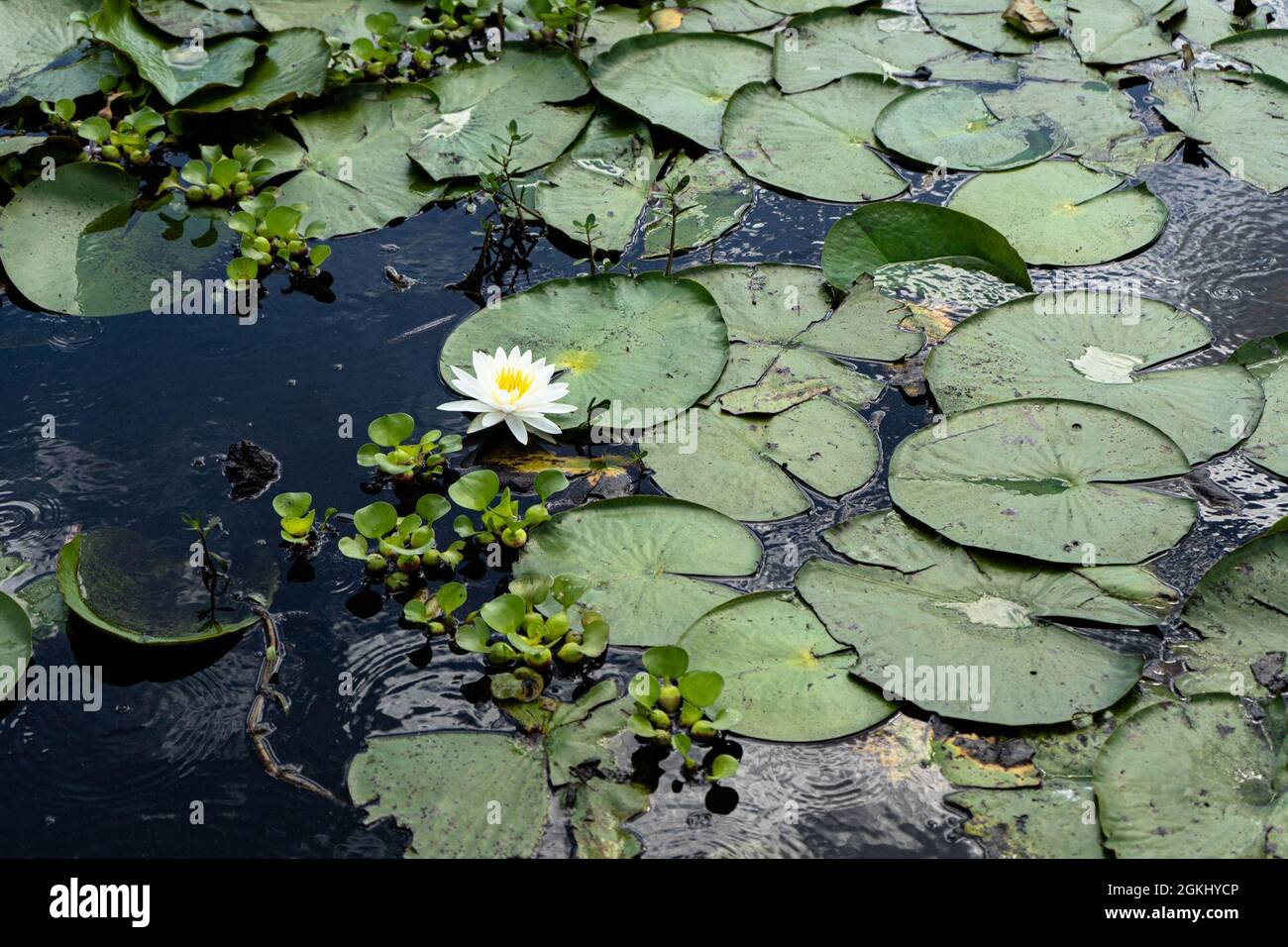 The impact of invasive aquatic plants like water hyacinth is ...