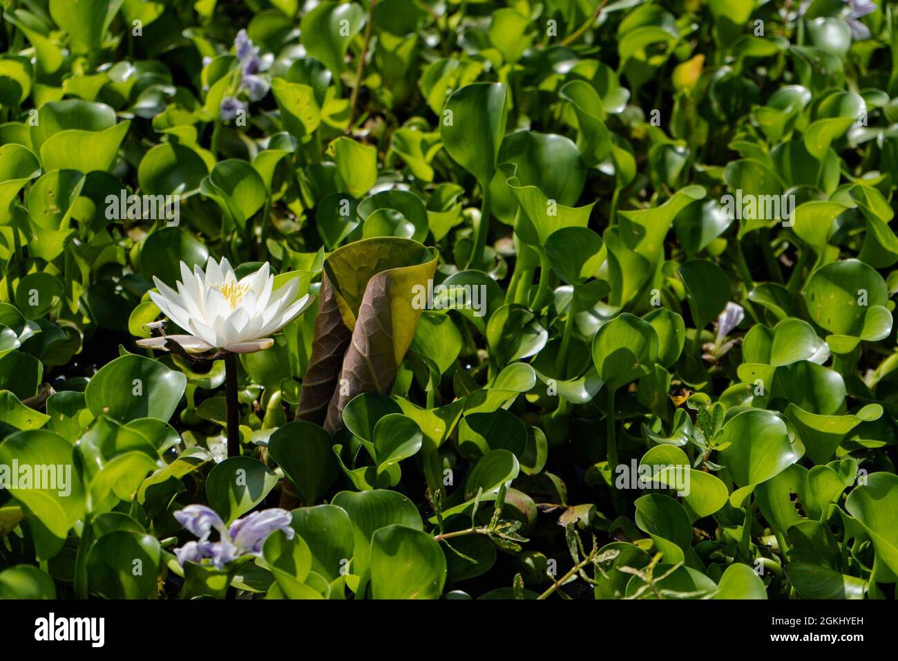 Are Water Lilies An Invasive Species at Rebecca Hart blog