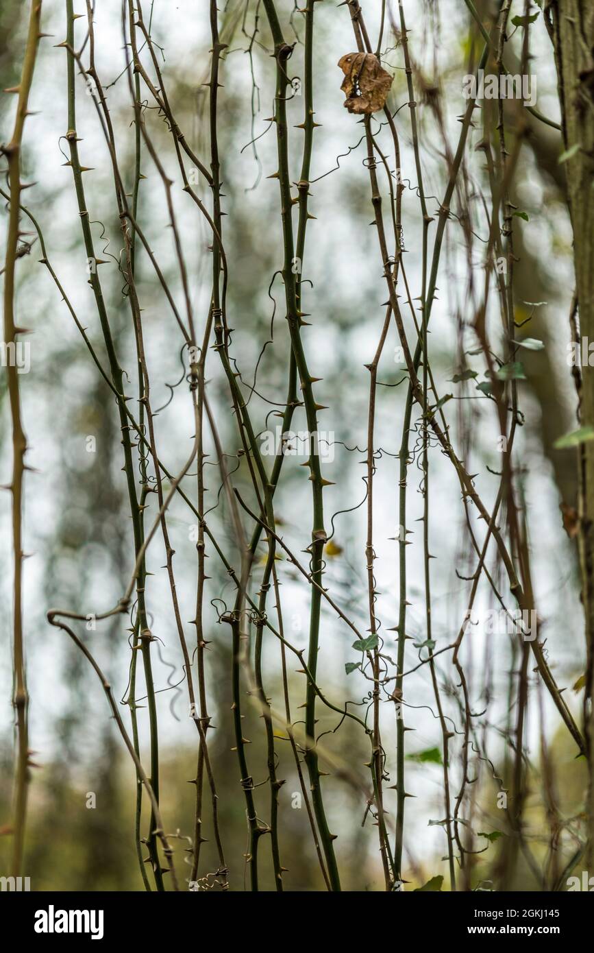 Bramble stem hi-res stock photography and images - Alamy