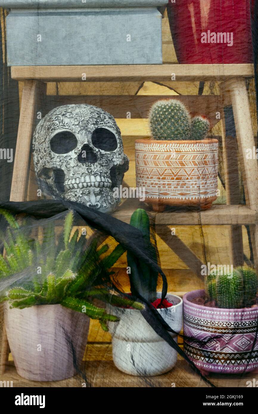 Assorted cacti on a wooden ladder and with a clear warning of danger ...