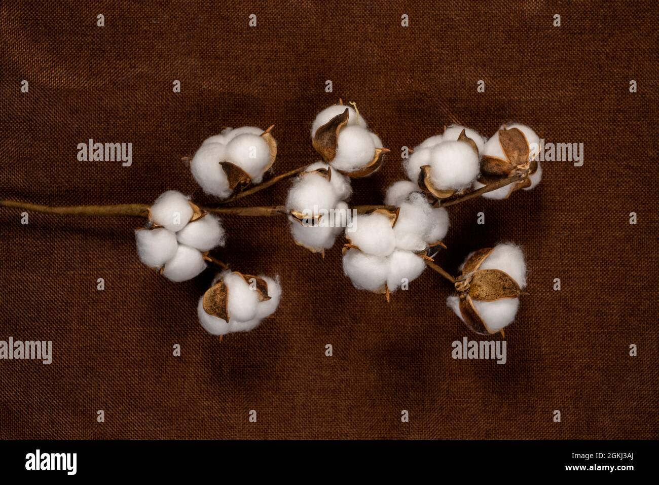 top view of cotton branch on dark brown linen cloth Stock Photo - Alamy