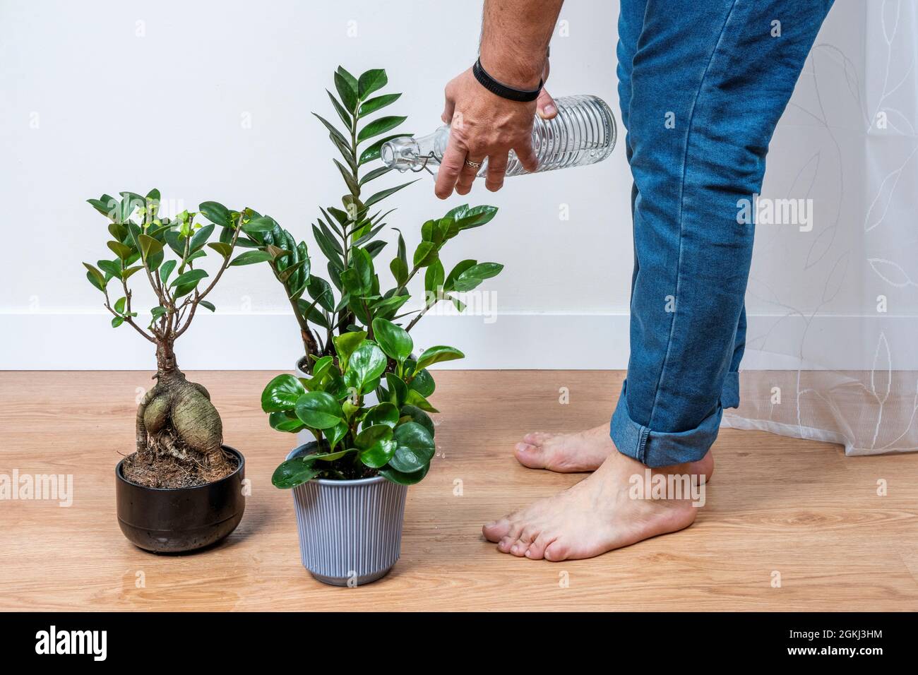 Barefoot man watering zamioculca, ficus ginseng and another plant with ...