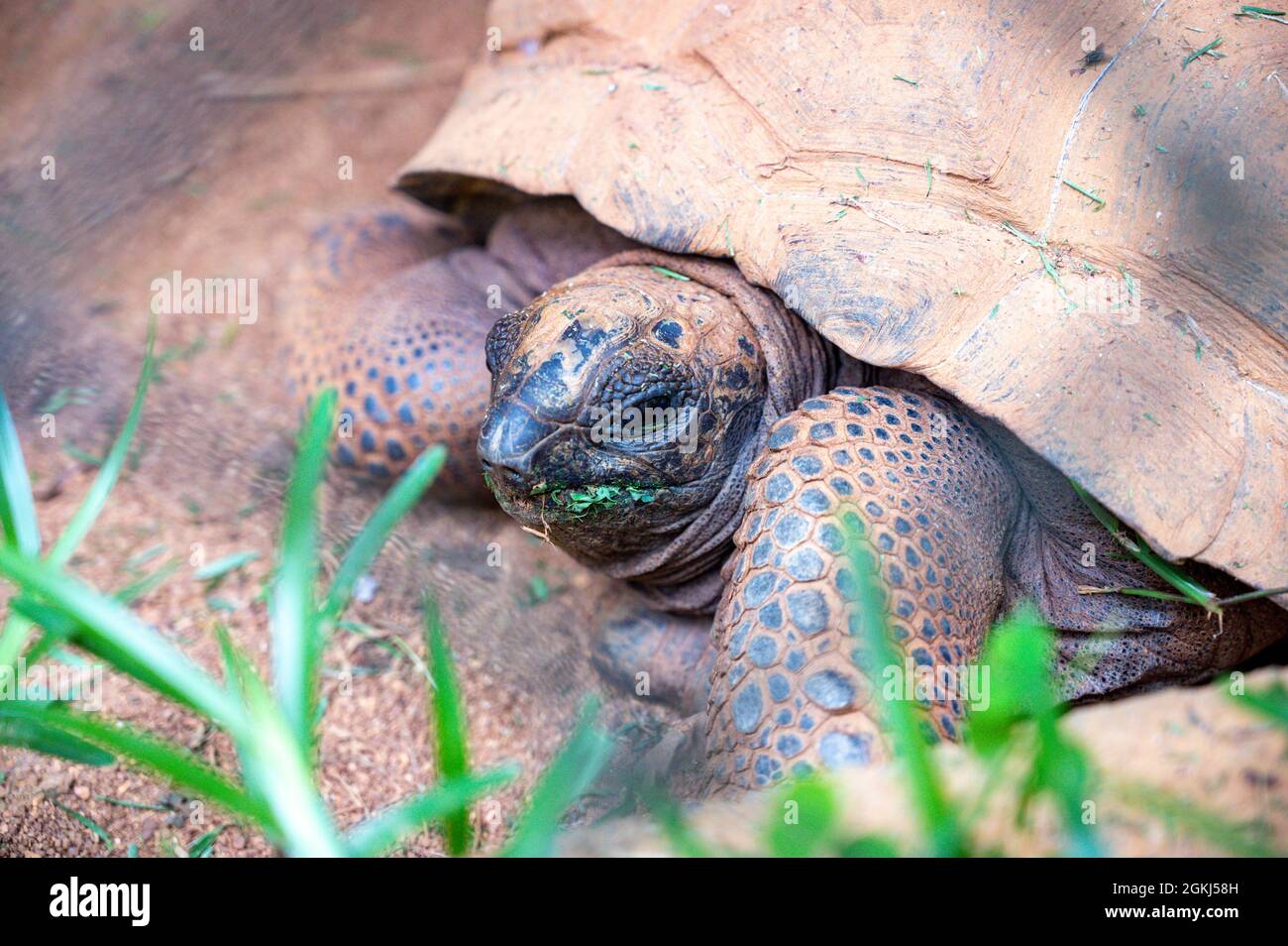 Cuba sea turtle hi-res stock photography and images - Alamy