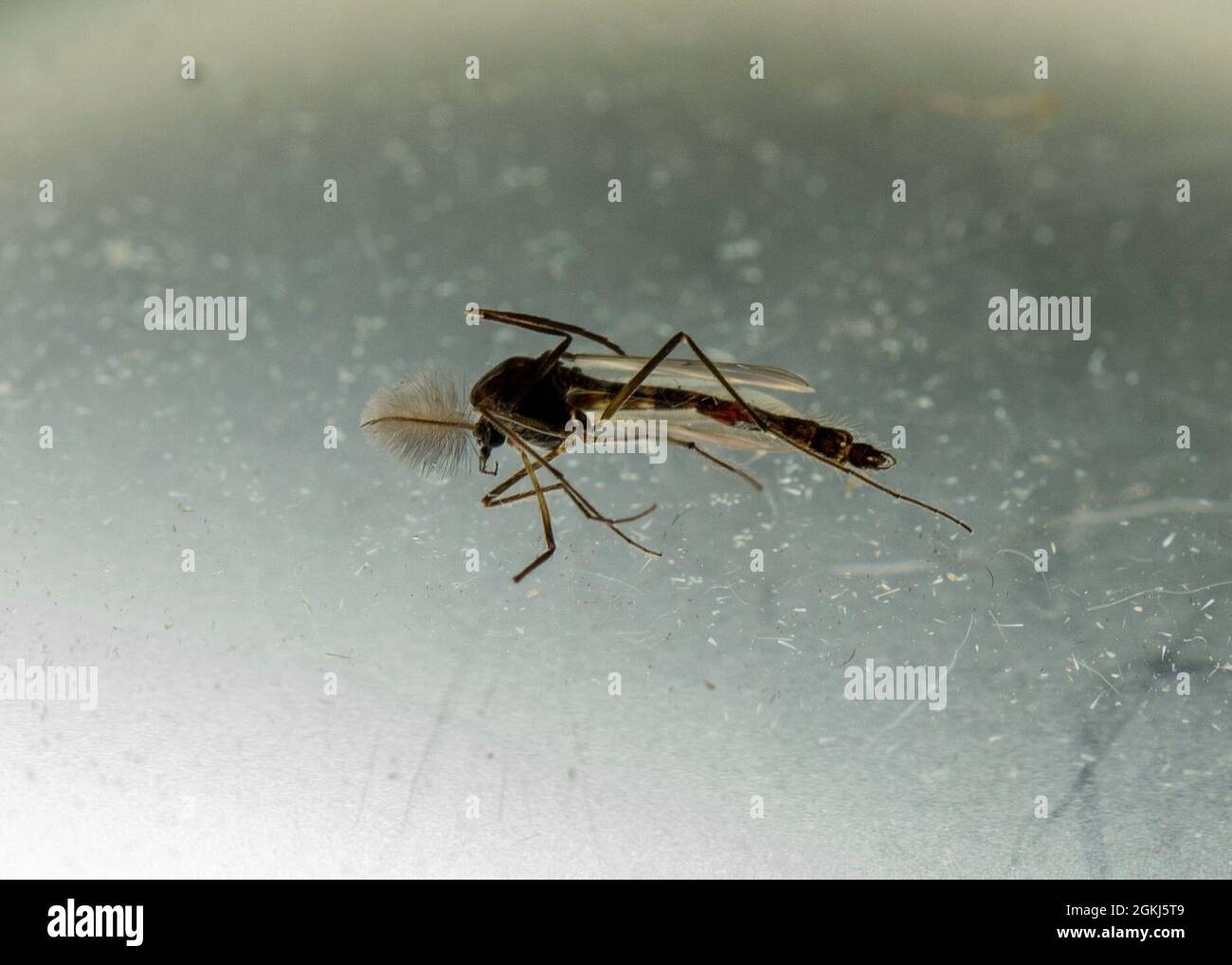 Mosquitos Under Microscope High Resolution Stock Photography and Images ...