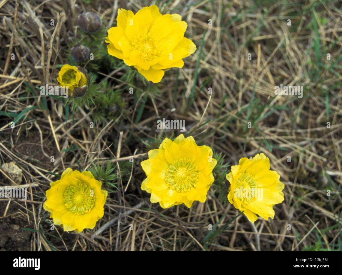 The Pheasant’s-eye, is endangered and is protected on the Wiesbaden ...