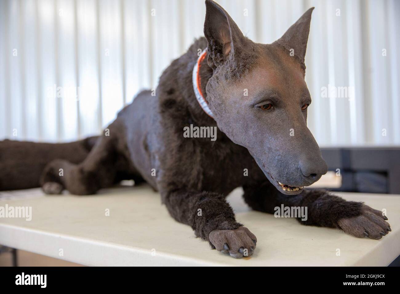 Bleed with dog hi-res stock photography and images - Alamy