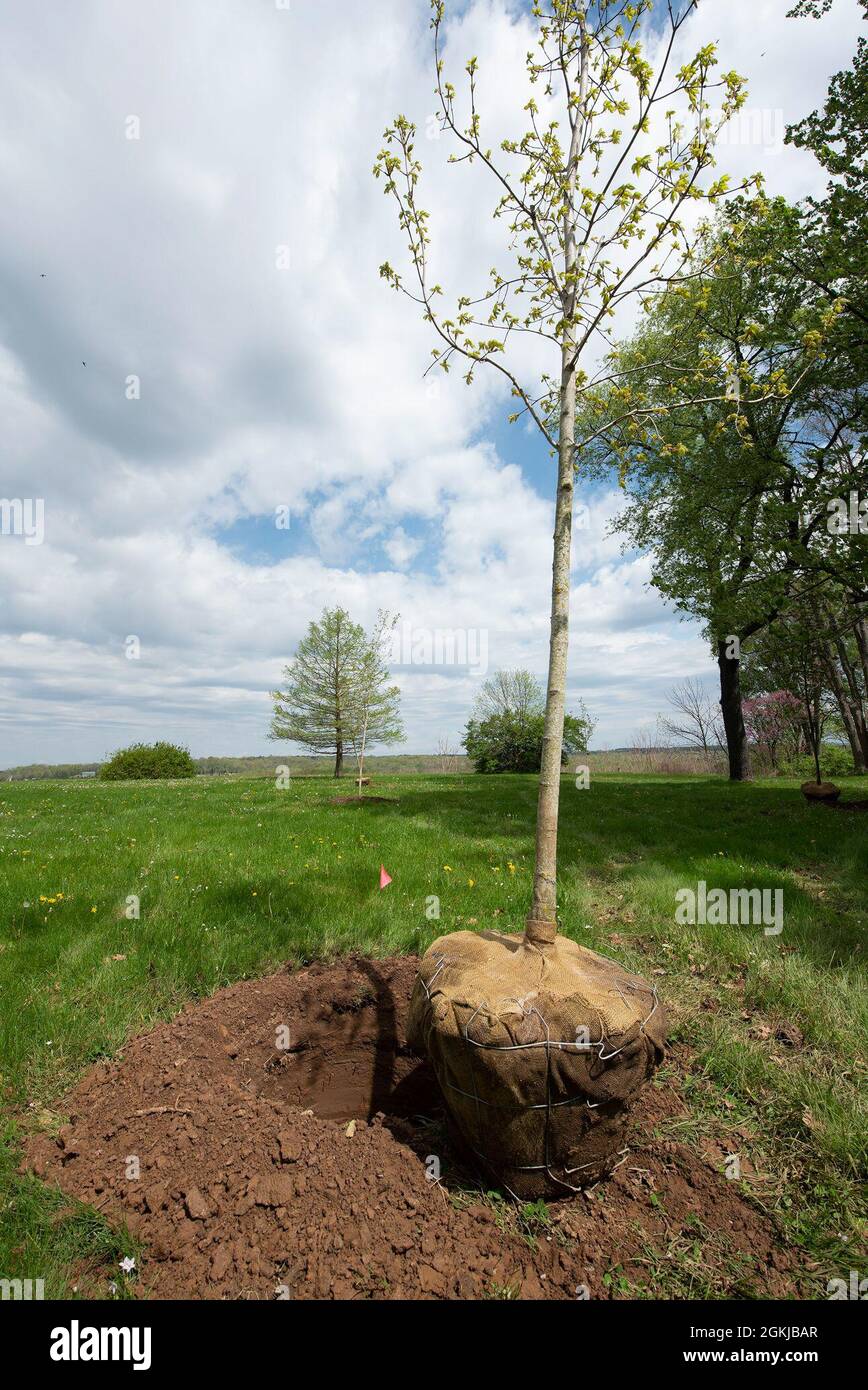 A Wright Brothers Sugar Maple awaits planting on Arbor Day, April 30 ...