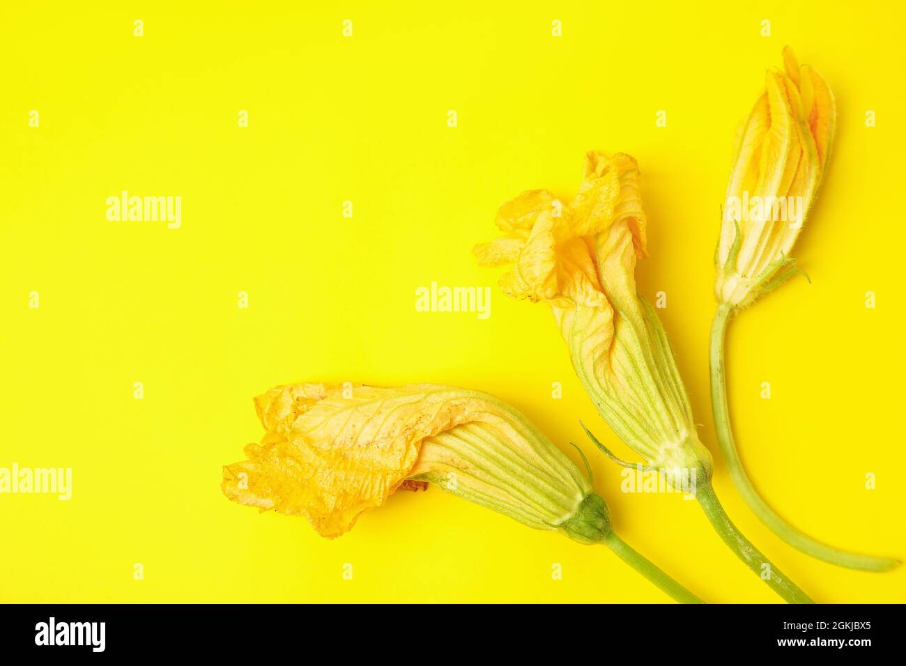 Flowers of zucchini on color background, closeup Stock Photo - Alamy