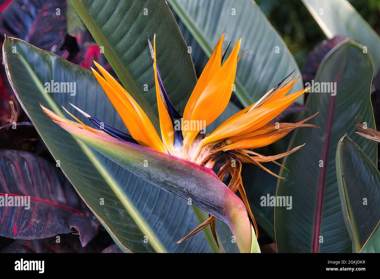 Extreme close-up of a bright orange bird of paradise flower on Maui ...