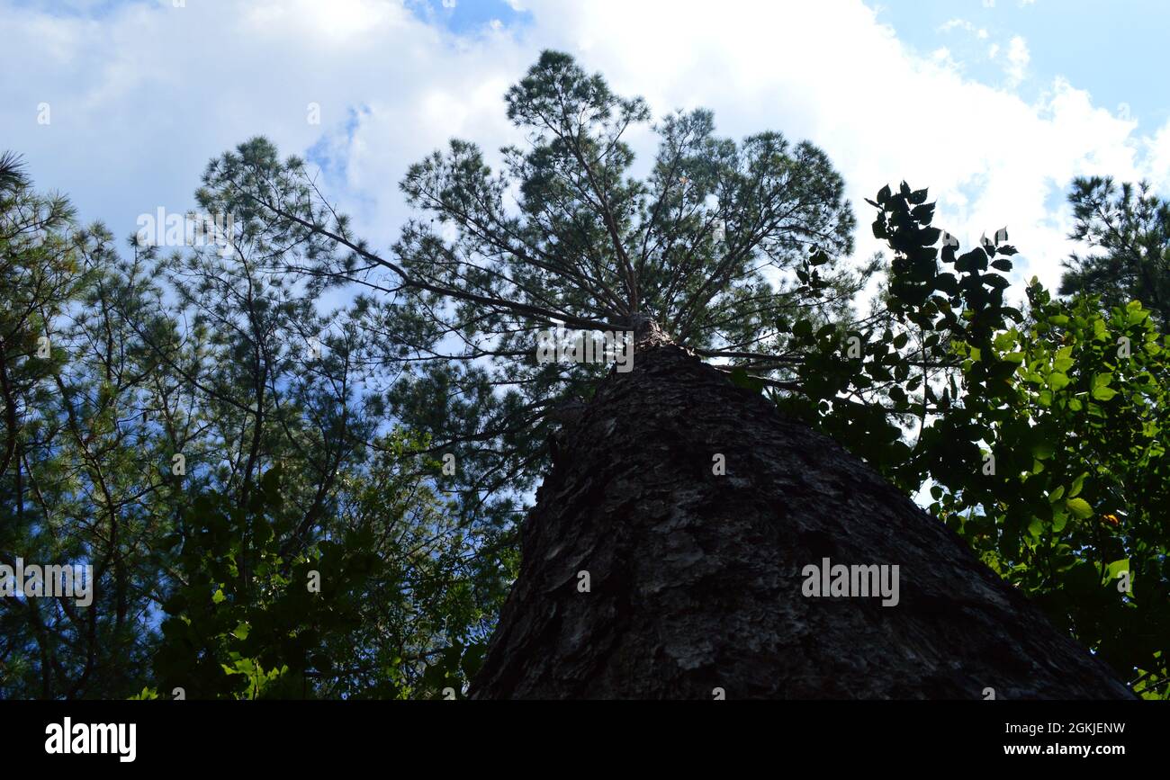 Tall pine tree hi-res stock photography and images - Alamy