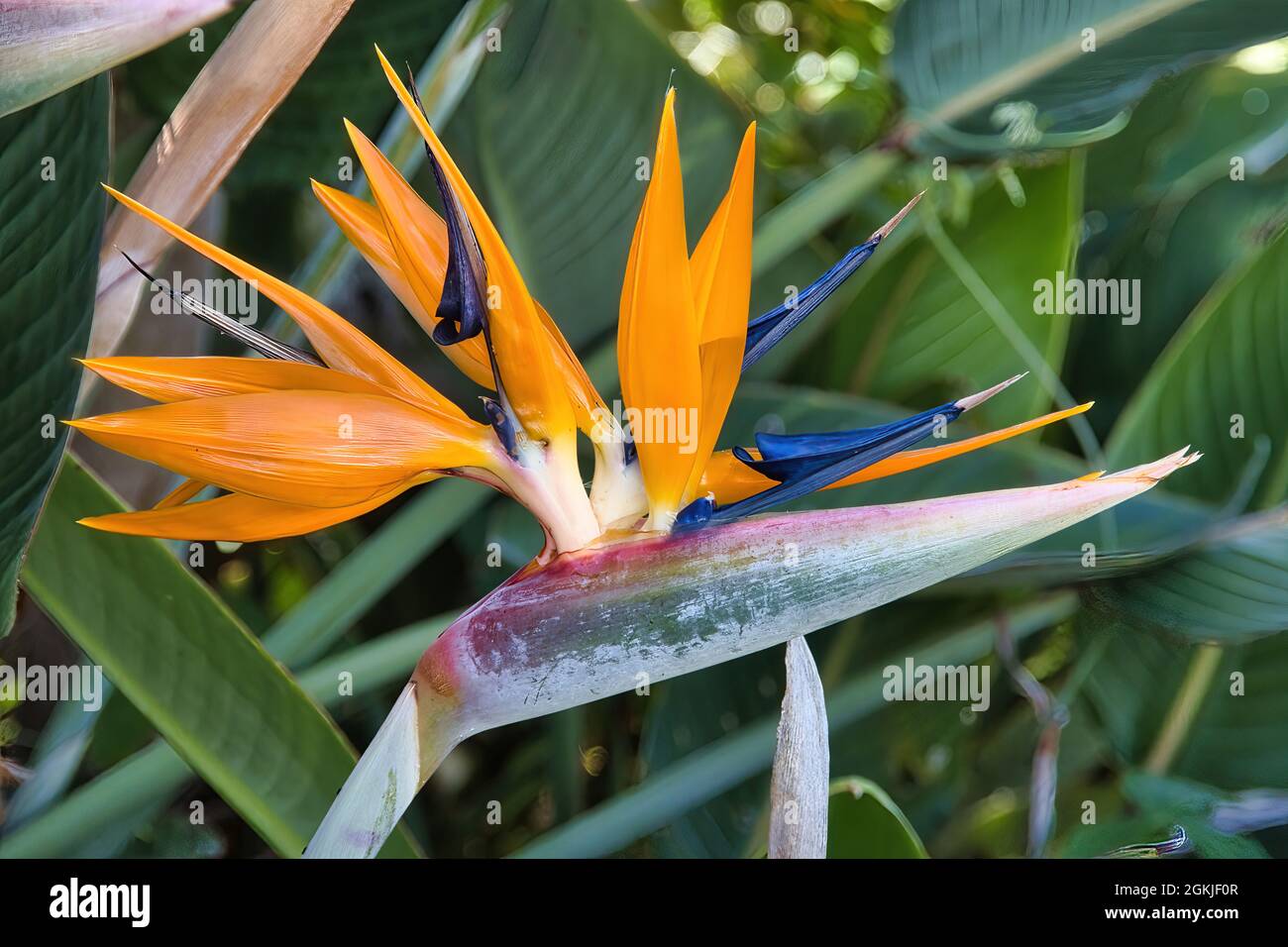 Extreme close-up of a bright orange bird of paradise flower on Maui ...