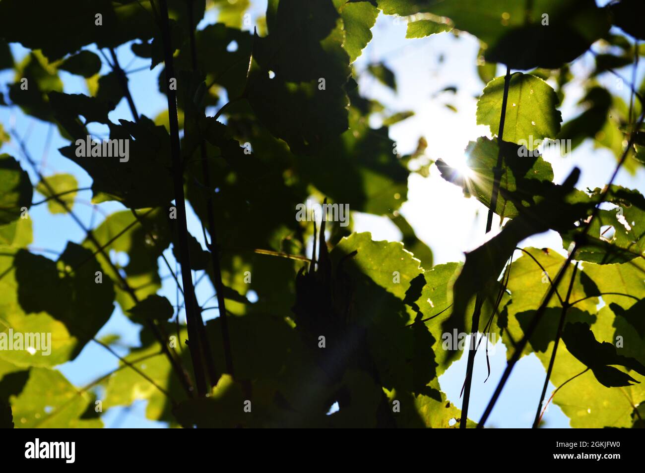 Sunlight through leaves Stock Photo - Alamy