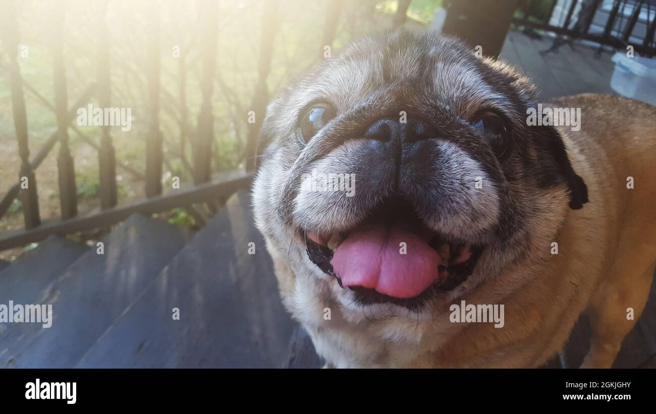 Cute pug hi-res stock photography and images - Alamy