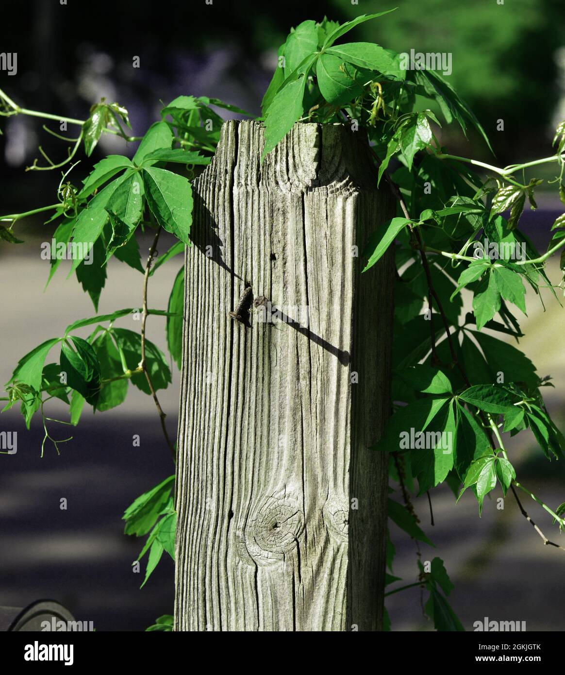 Overgrown vines hi-res stock photography and images - Alamy