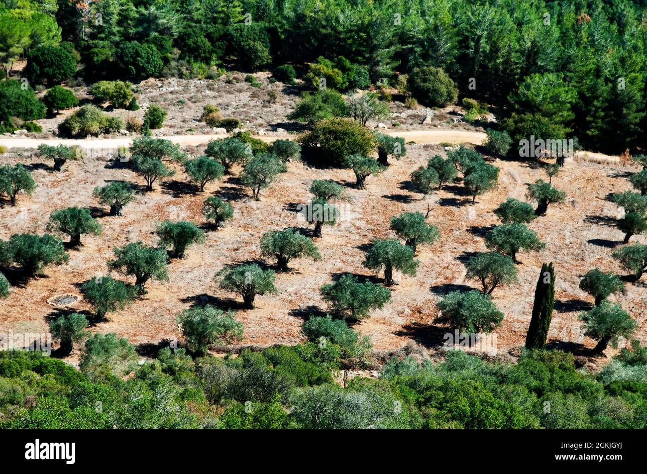 Farmland,,Galilee, Israel,Asia, Middle East Stock Photo - Alamy