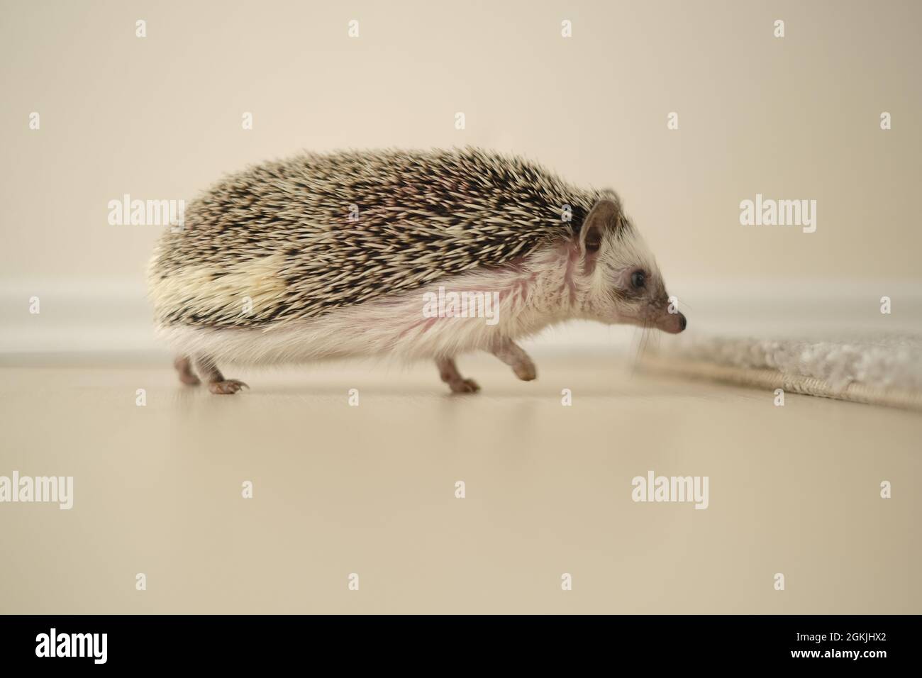Hedgehog. African pygmy hedgehog.Cute little hedgehog.prickly pet Stock ...