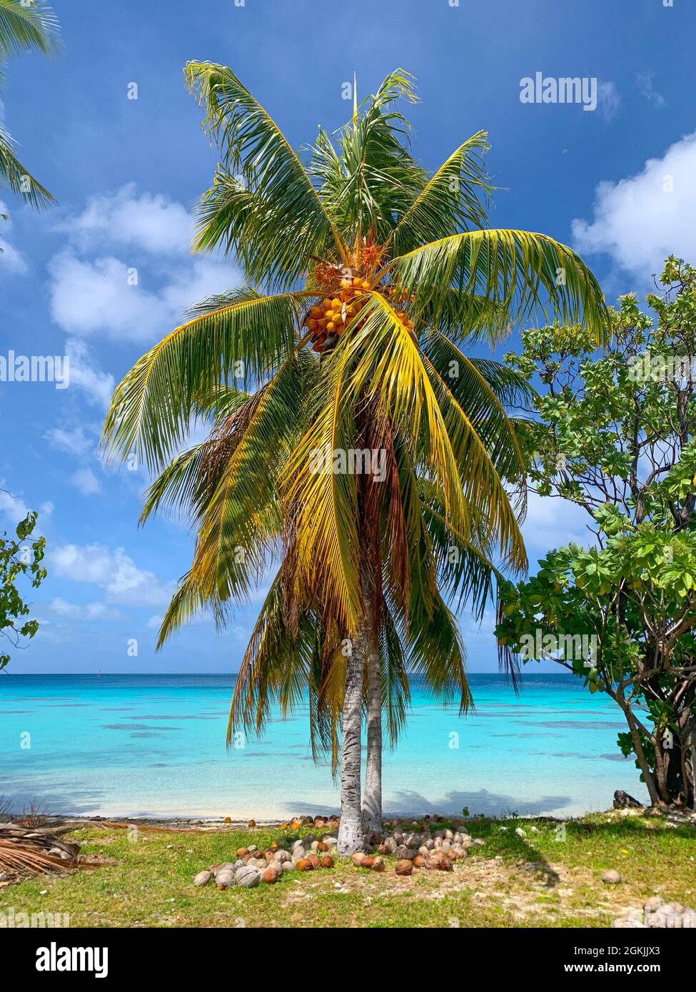Coconut Palm Tree, Fakarava, Tuamotu Islands, French Polynesia, South ...