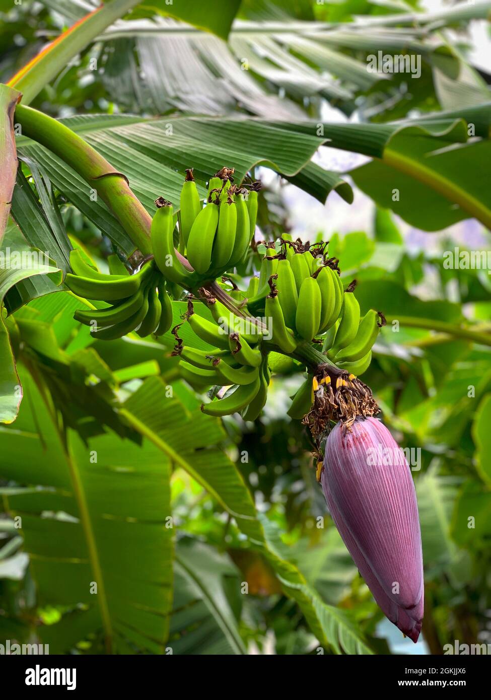 Banana, Omoa, Fatu Hiva, Marquesas, French Polynesia, South Pacific ...