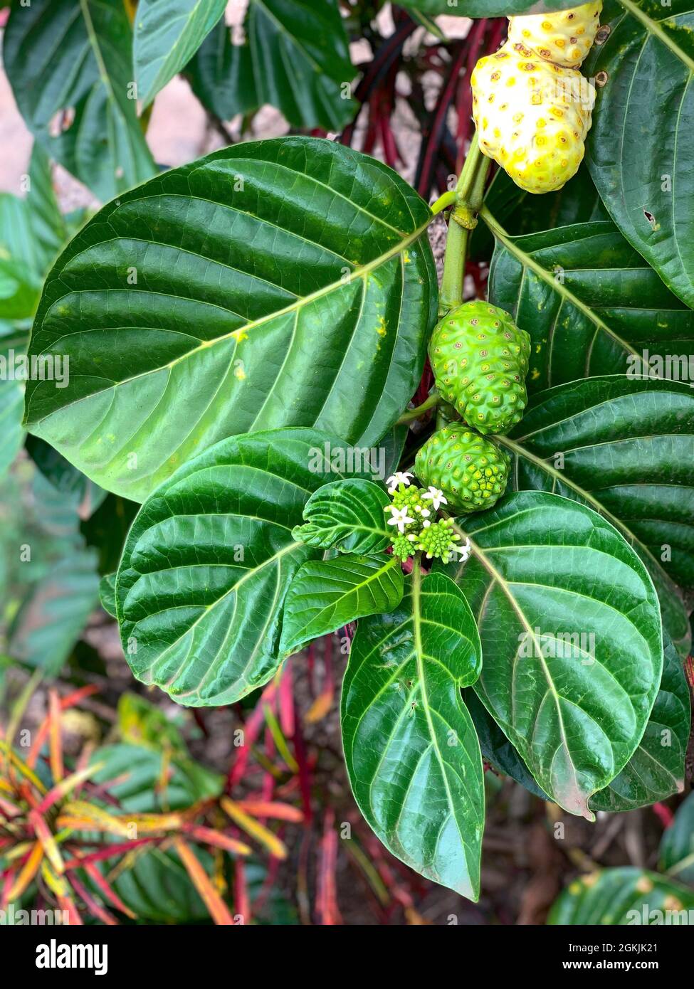 Hiva oa island hi-res stock photography and images - Alamy