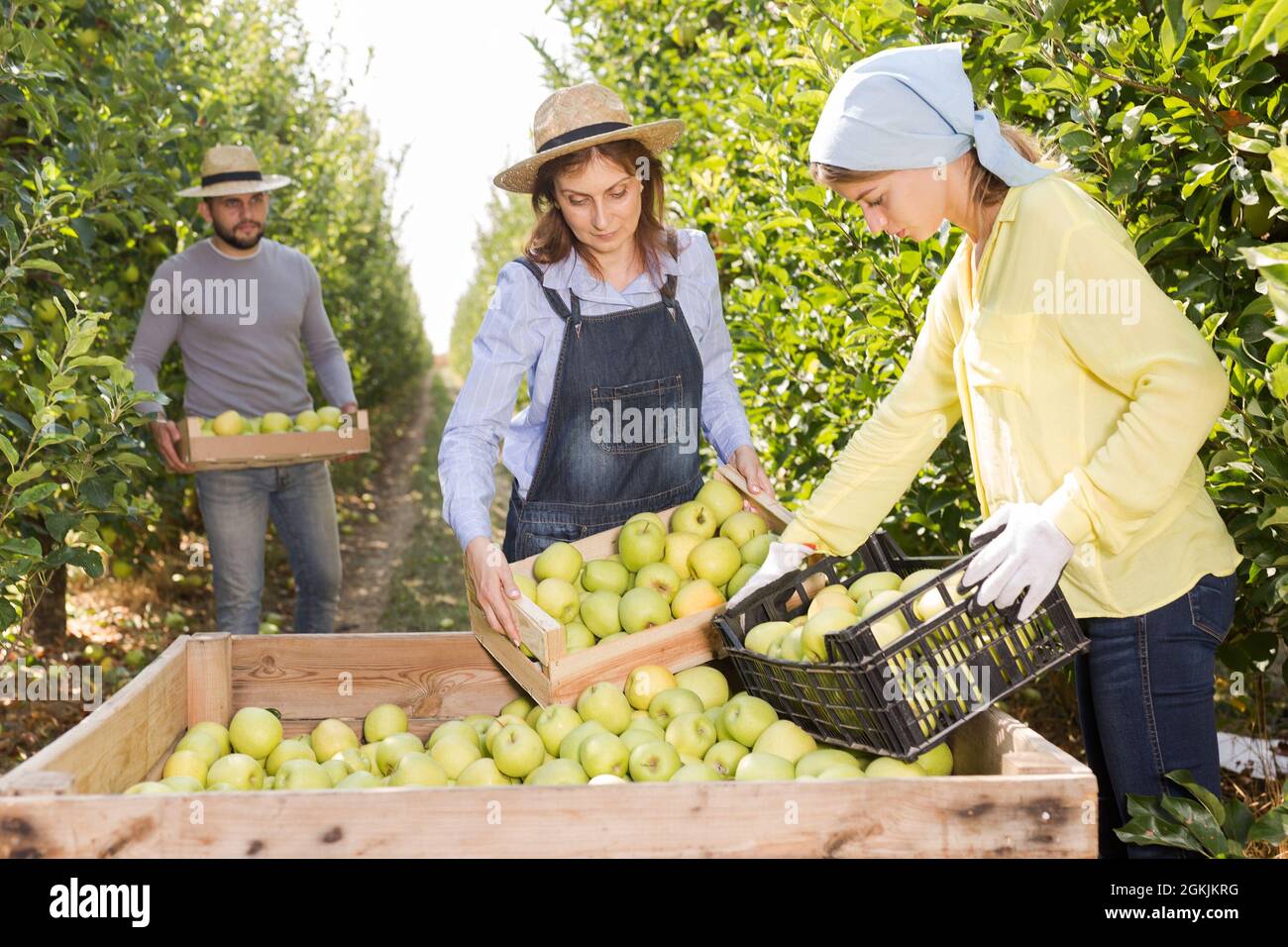 Three workers harvesting apples hi-res stock photography and images - Alamy