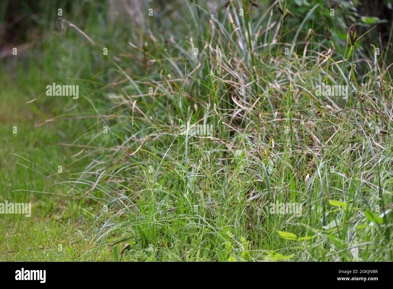Path through tall dry grass hi-res stock photography and images - Alamy