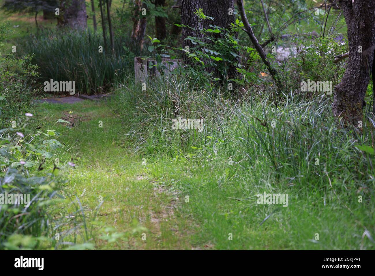 Path through tall dry grass hi-res stock photography and images - Alamy